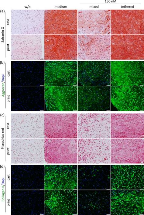 Tethered Tgf β1 In A Hyaluronic Acid Based Bioink For Bioprinting Cartilaginous Tissues Mdpi
