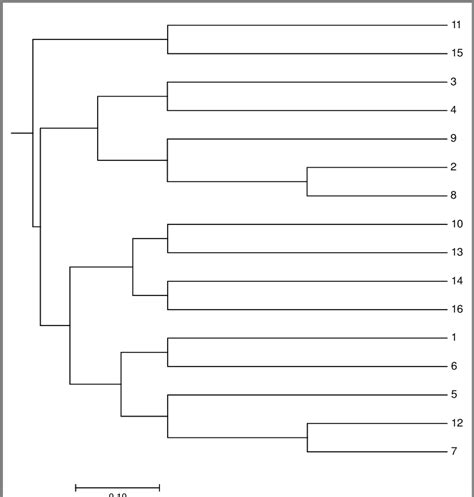The Upgma Cluster Dendrogram Showing A Genetic Relationship Between 16