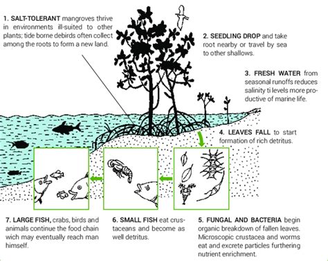 Ecological Significance Of Mangroves FOTIS EDU