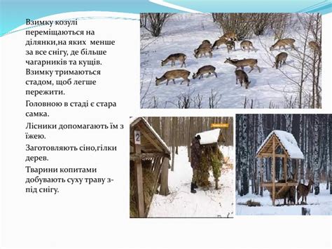 Презентація Зимівля тварин