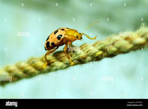 Ladybird Beetles Or Lady Beetles As These Insects Are Not Classified As