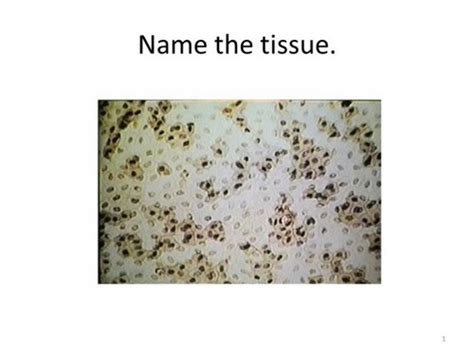 Bio 210 Lab Ch 5 Tissues Histology Flashcards Quizlet