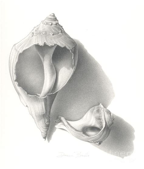 Free Conch Shell Drawing Download Free Conch Shell Drawing Png Images Free ClipArts On Clipart