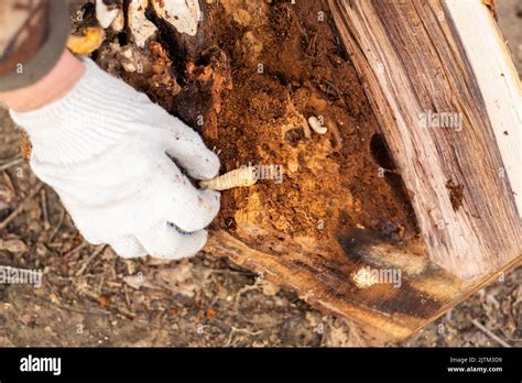 Lumberjack Beetle Larva On The Inner Surface Of Wood Which A Person Takes With A Gloved Hand
