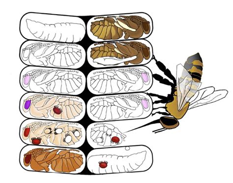 Managing Varroa Mites In Honey Bee Colonies Mississippi State University Extension Service