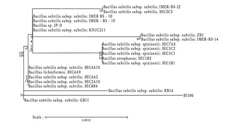 The Phylogenetic Tree Of Bacillus Subtilis Download Scientific Diagram