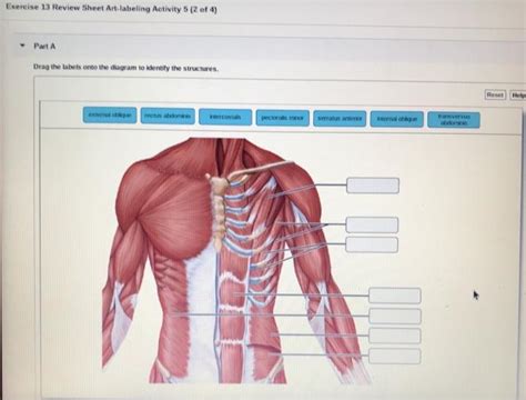 Solved Exercise 13 Review Sheet Art Labeling Activity 5 2