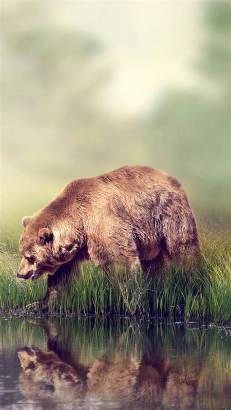 Grizzly Background Wallpaper New Year Holidays Animals Art