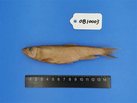 Opsariichthys Bidens