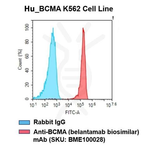 Hu Bcma K562 Cell Line 专注肿瘤免疫