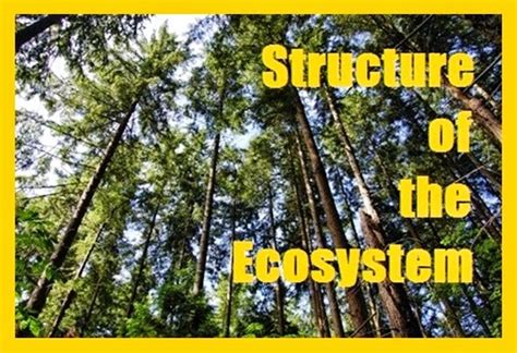 Thoughts To Promote Positive Action Structure Of The Ecosystem