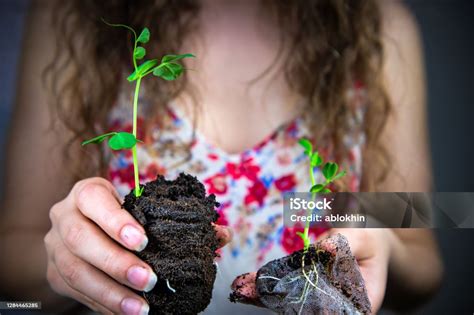 겨울 동안 실내 정원 묘목을 재배하기 위해 메쉬 용기에 설탕 스냅 완두콩 식물식물을 분리하는 여성의 토탄 펠릿 매크로 클로즈업