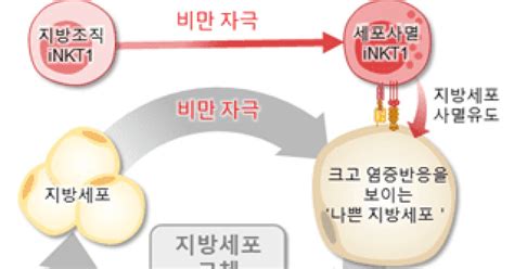 비만 주범 나쁜 지방세포 면역세포가 잡는다