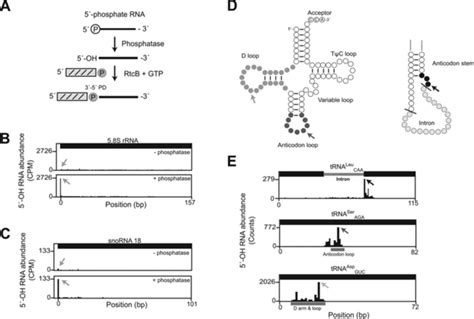 A Schematic Of Rtcb Mediated Ligation To A 5′ Oh Rna Substrate Download Scientific Diagram