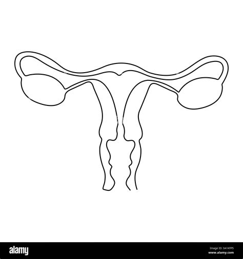 Female Reproductive Uterus Of Continuous Single Line Art Drawing And