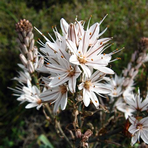 How To Identify Summer Asphodel Asphodelus Aestivus