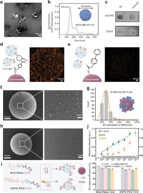 Click Bubbles‐based Evs Enrichment And Detection A Tem Image Of