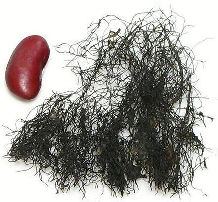 Fat Choy
