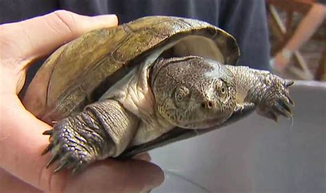 Missing Turtle Stolen From Her Tank Is Returned To Aquarium Nature News Uk