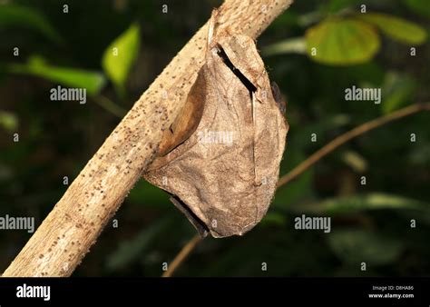 Cocoon Of Butterfly Banque De Photographies Et Dimages à Haute