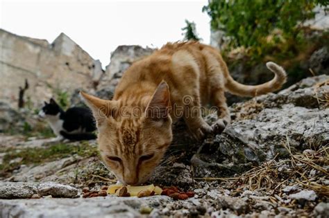Gato Perdido En La Profundidad Del Camino Del Campo Y Del Foco