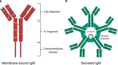 Frontiers Immunoglobulin M In Health And Diseases How Far Have We