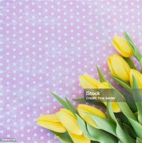 흰색 점선 지면에 노란색 튤립과 텍스트 공간이 있습니다 0명에 대한 스톡 사진 및 기타 이미지 0명 결혼식 계절 Istock