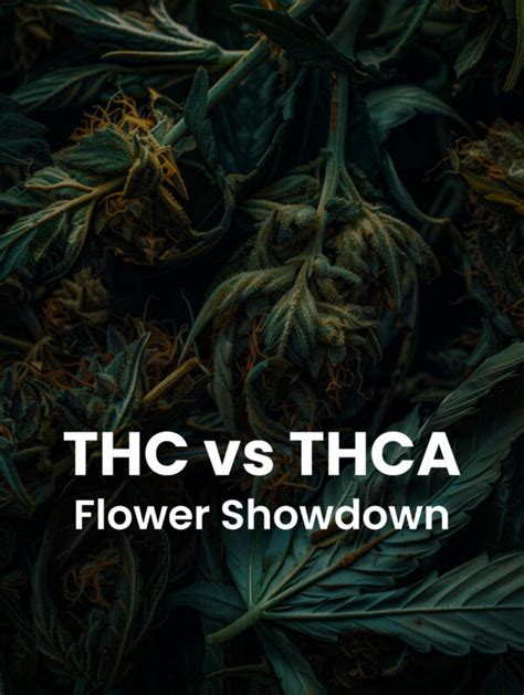Thc Vs Thca In Flower Understanding The Difference