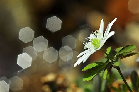 유토이미지 고산지대의 계곡가 에서 햇살을 받으며 영롱한 빛망울을 배경으로 해맑게 피어있는 희귀식물인 꿩의바람꽃 한송이 누가