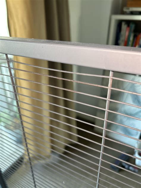 Rust Issue Rbudgies