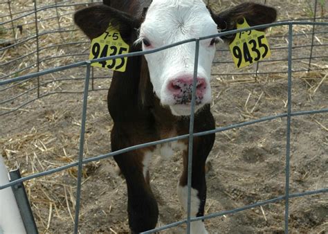 Crossbred Dairy Beef Calves What To Consider Before You Buy Drovers