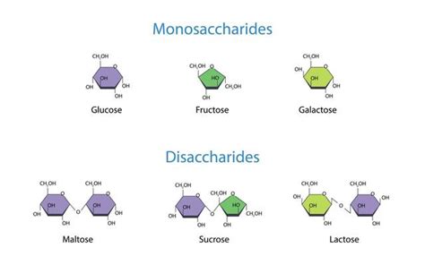 Polysaccharide Vector Art Icons And Graphics For Free Download