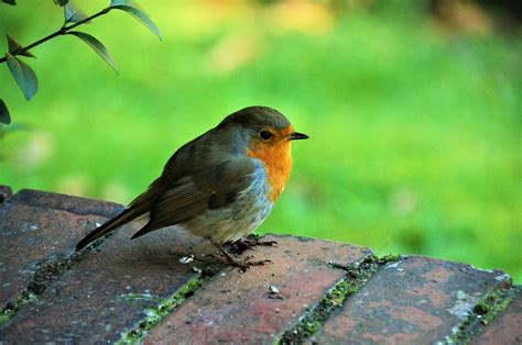로빈 새 공원 우는 Pixabay의 무료 사진 Pixabay