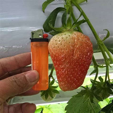 김재한 대표 ‘도심형 스마트팜 딸기 식물공장 성공 화제