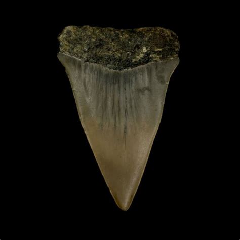 Megalodon Myths Unveiled 5 Shocking Truths Science Reveals The Fossil Exchange Megalodon