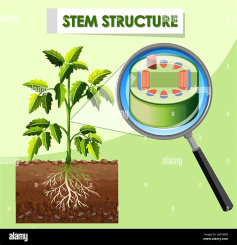 Diagram Showing Stem Structure Of Plant Illustration Stock Vector Image And Art Alamy