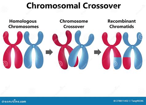 Diagram Of Chromosomal Crossover Isolated Stock Illustration