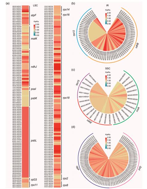 文章必备 叶绿体基因组高级分析内容汇总 知乎