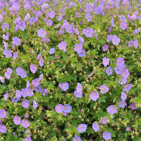 Geranium Rozanne Houtmeyers Plantencentrum En Boomkwekerij Laakdal