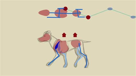 Alessandro Savergnini On Linkedin Quadruped Locomotion