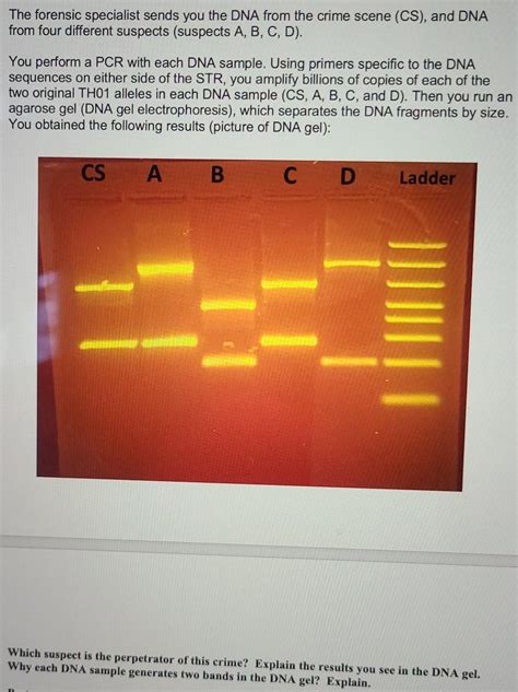 Solved The Forensic Specialist Sends You The DNA From The Chegg Com
