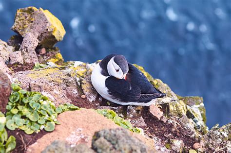 대서양 퍼핀 새 아름다운 활기찬 클로즈업 초상화 프래터쿨라로도 알려진 호른 퍼핀은 아이슬란드 의 라트라브하르그 케이프 절벽에 자리잡고 있습니다 6월에 대한 스톡 사진 및