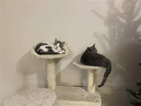 These Are My Birds Podo And Kodo Kodo Is The Green One And Podo Is The Blue One R Budgies