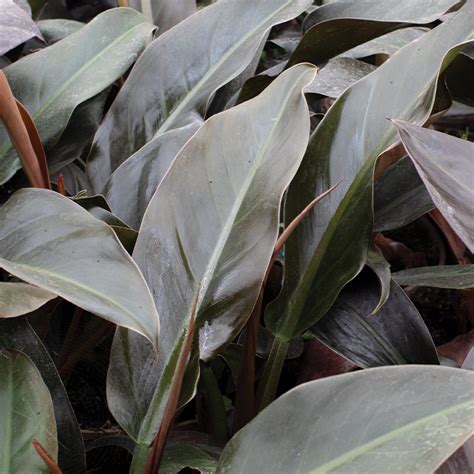 Philodendron Autumn Falls Cm Plant Pot Houseplant Etsy Uk