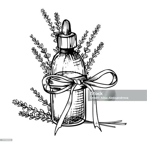 라벤더 에센셜 오일 손으로 그린 선형 벡터 그림 의 빈티지 병 아로마 테라피 에서 흑백 색상 화장품 또는 대체 의학을위한 꽃과