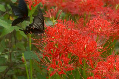 ヒガンバナ Lycoris radiat クロアゲハが吸蜜に来ていたのでそれを狙って撮っていたところもう一匹飛ん Flickr
