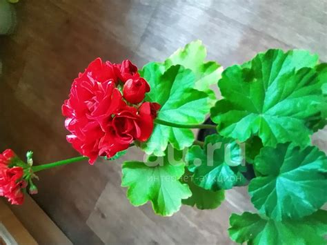 Пелагония Герань — купить в Красноярске Горшечные растения и комнатные