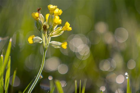 클로즈업 절연 부드러운 아름 다운 야생 노란색 꽃 필드 또는 흐린된 안개 부드러운 녹색 Bokeh 배경에 정원 높은 줄기에 피 아침 태양 조명 아름다움과 자연 개념의