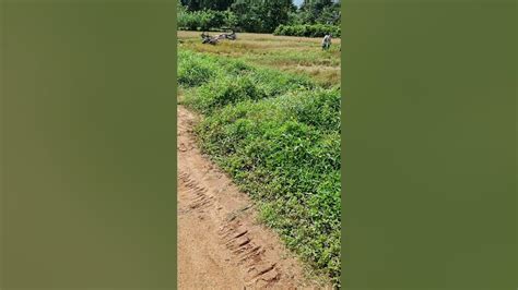 ගොයම් කපනවා ලංකාවේ හිටියා නම් ️ Youtube