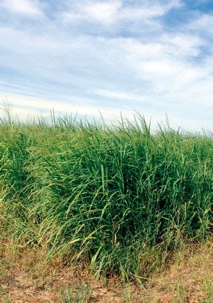 The Power Of Grass 2010 Wiley Analytical Science